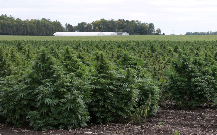 Canna-Farms Hemp Cannabis Marijuana Farming and Processing